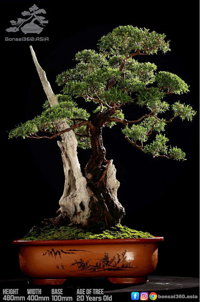 Baeckea-Bonsai von Bonsai360.asia