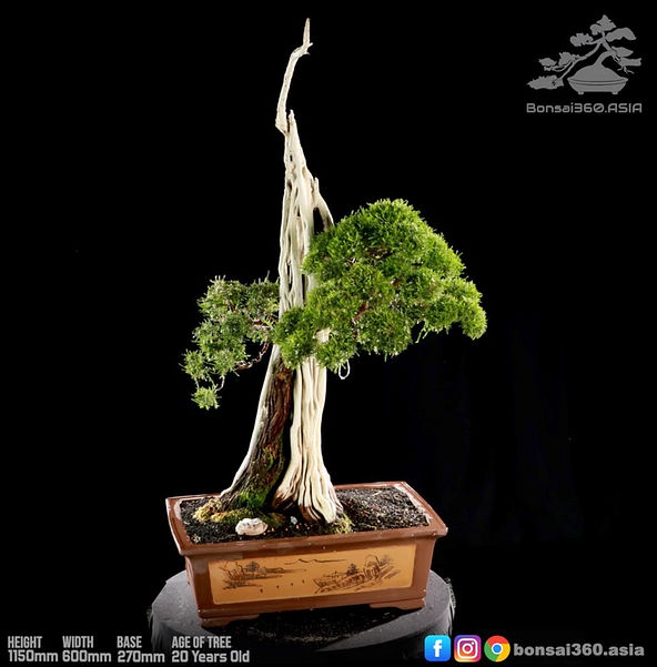 Baeckea-Bonsai von Bonsai360.asia