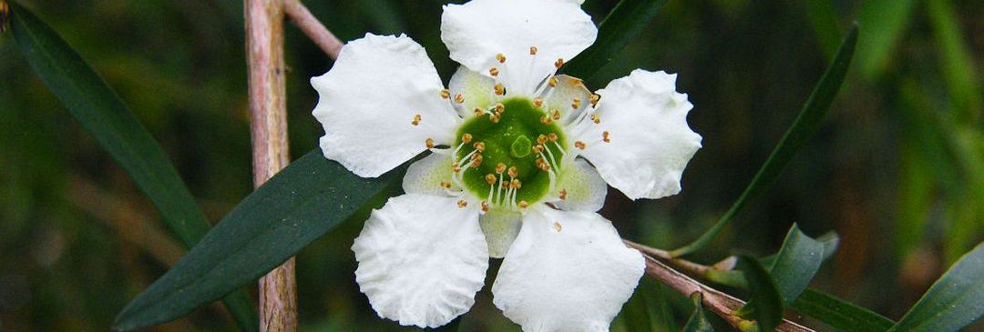 Die Myrte - Myrtus communis - Brautmyrte - Myrtaceae